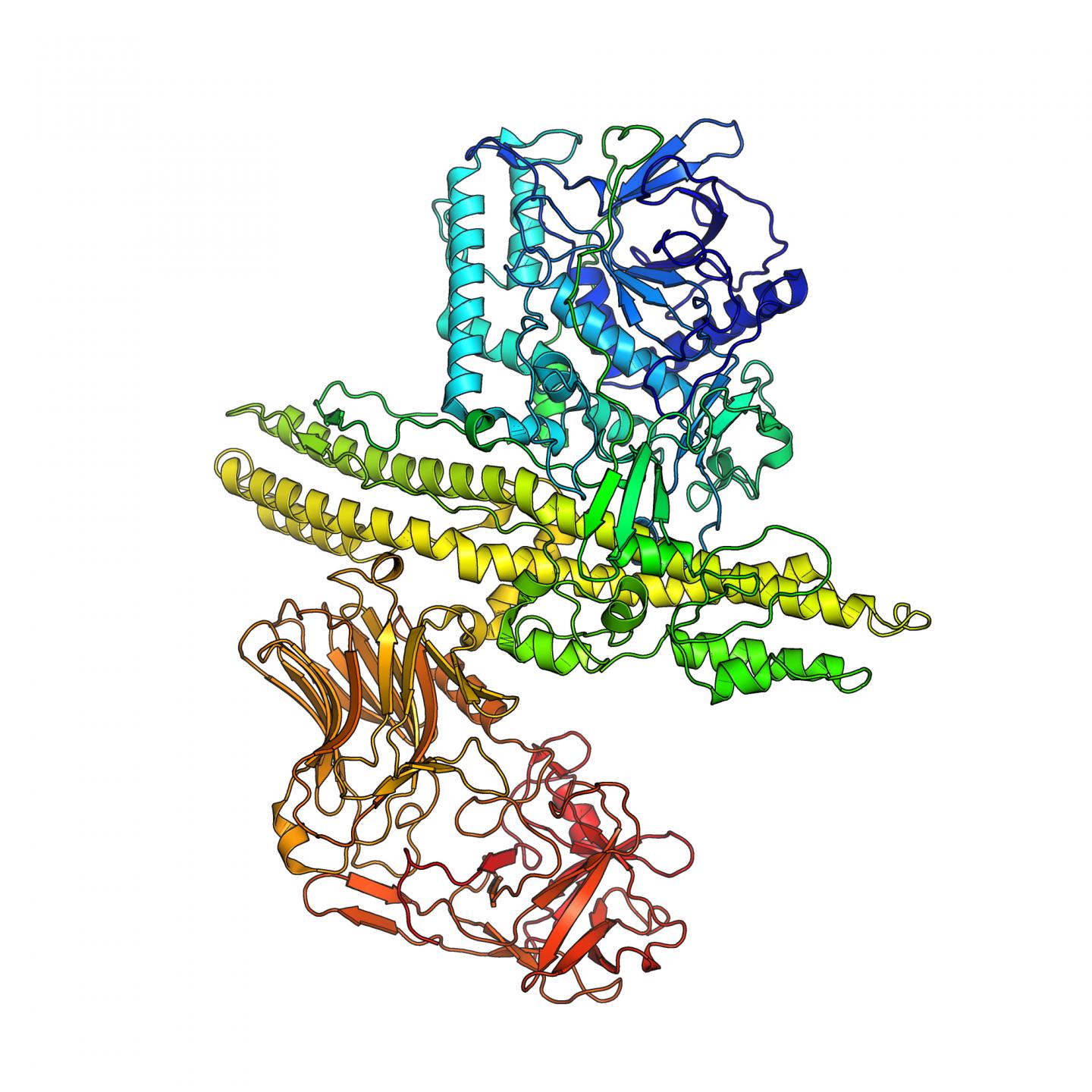 First Botulinum Neurotoxin [IMAGE] | EurekAlert! Science News Releases