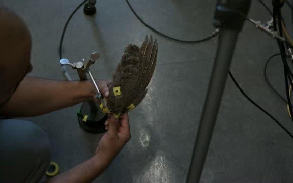 Whether Birds Flap, Glide, or Soar Determines | EurekAlert!