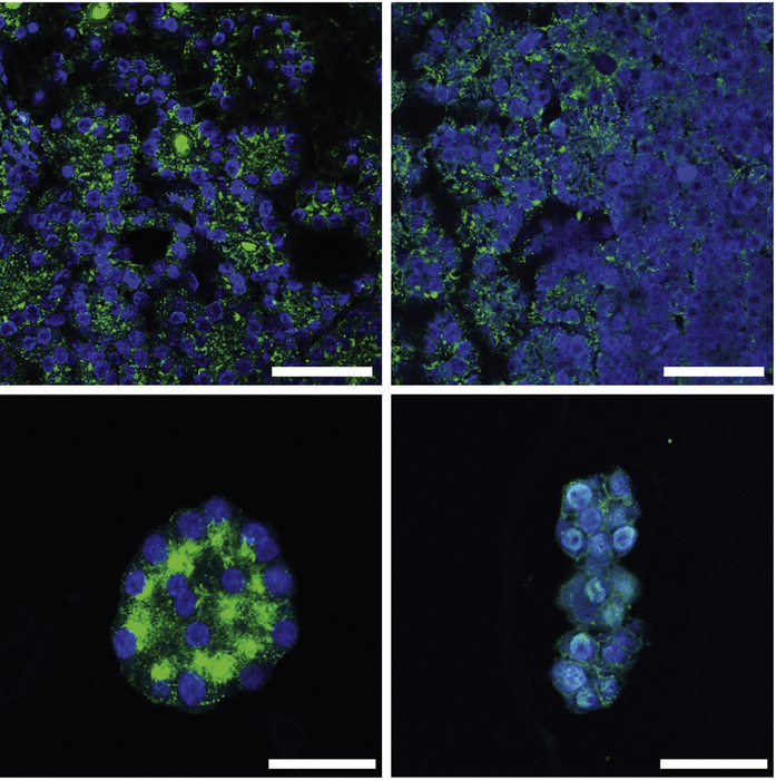 Stem cell-derived organoids mimic human parat | EurekAlert!