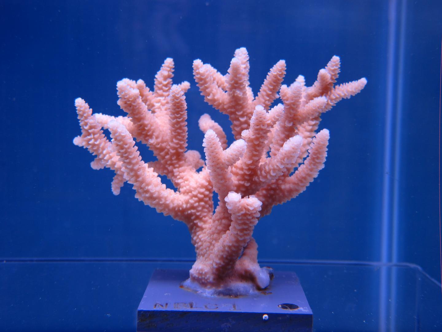 Healthy Staghorn Coral IMAGE EurekAlert Science News Releases