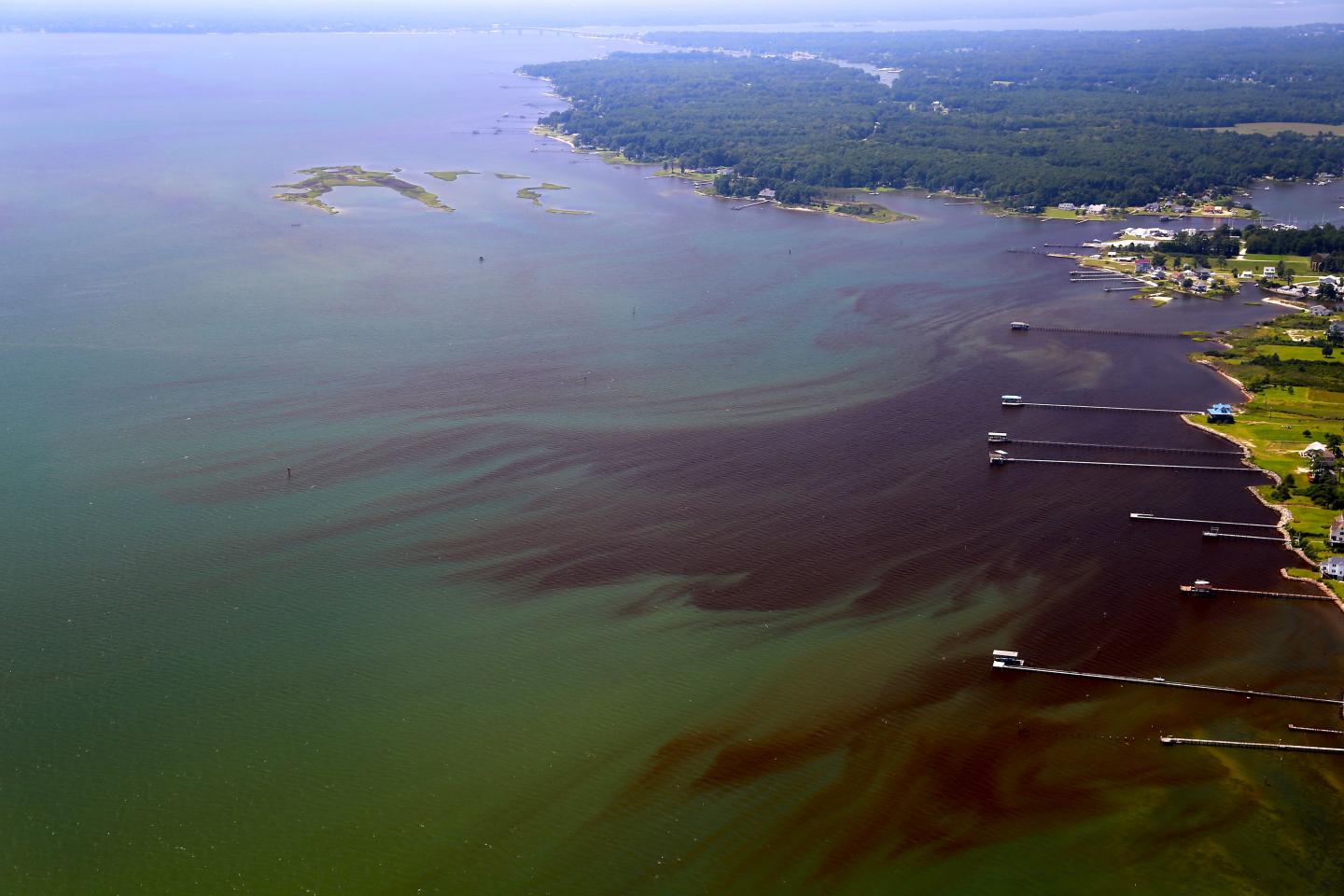 VIMS reports intense and widespread algal blo | EurekAlert!