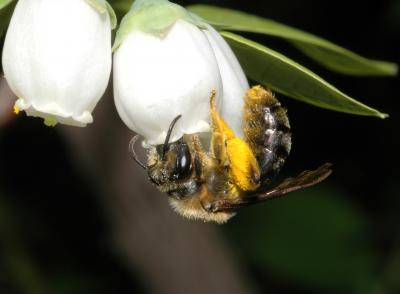 Wild Pollinators Crucial For F [IMAGE] | EurekAlert! Science News Releases