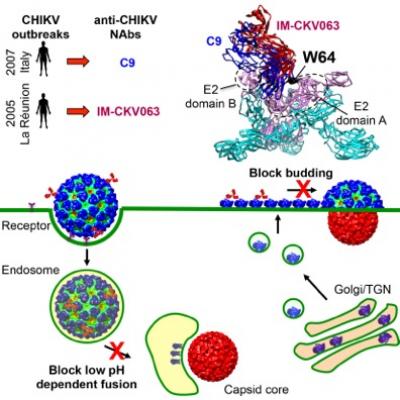 CHIKV Neutralizing Antibodies [IMAGE] | EurekAlert! Science News Releases
