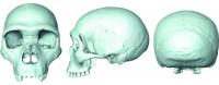 Skull Morphology Featured In T [IMAGE] | EurekAlert! Science News Releases