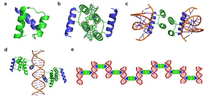 Design Strategy of Protein-DNA [IMAGE] | EurekAlert! Science News Releases