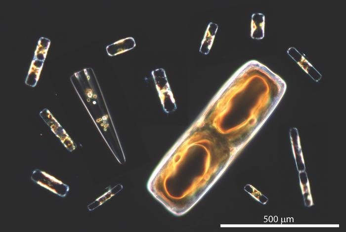 Phenomenal phytoplankton: Scientists uncover | EurekAlert!