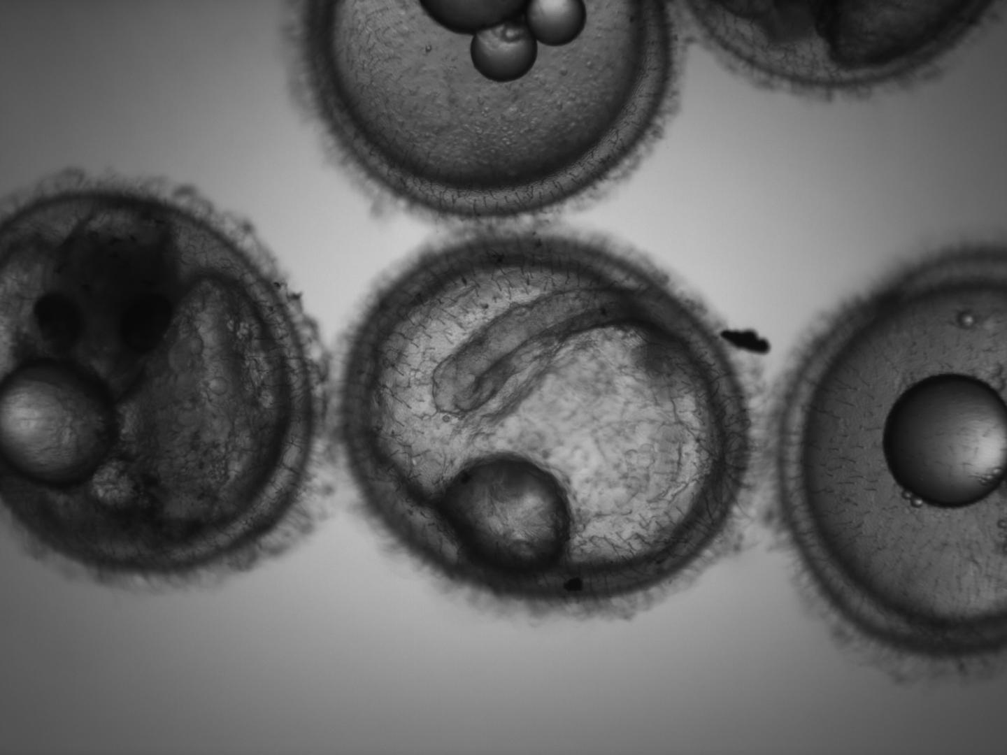 Support cells in the brain promote longevity | EurekAlert!