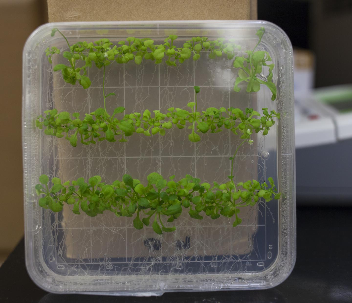 Mouse-Ear Cress [IMAGE] | EurekAlert! Science News Releases