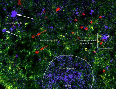 Map Predicts Viral Infection Outcome (1 of 2) | EurekAlert!