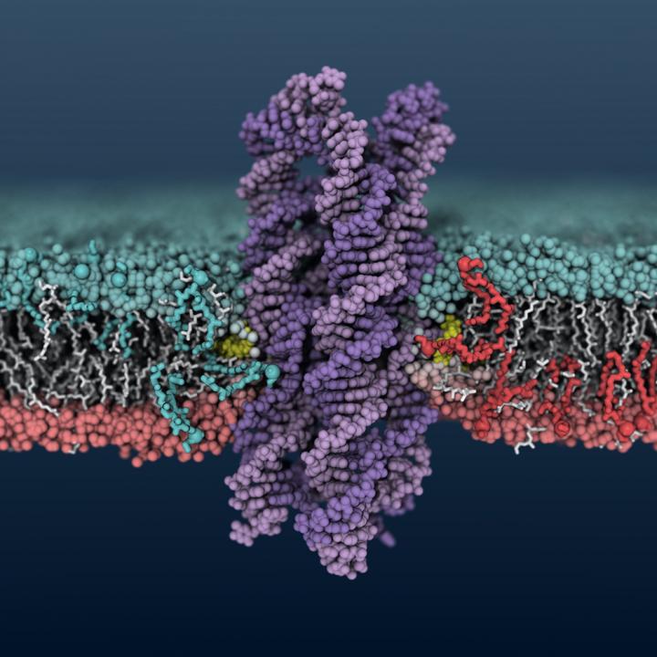 DNA Scramblase [IMAGE] | EurekAlert! Science News Releases