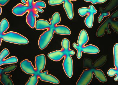 Liquid Crystal Phases from Short Rods 5 (of 7 | EurekAlert!