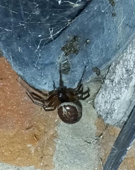 False widow spider that preyed [IMAGE] | EurekAlert! Science News Releases