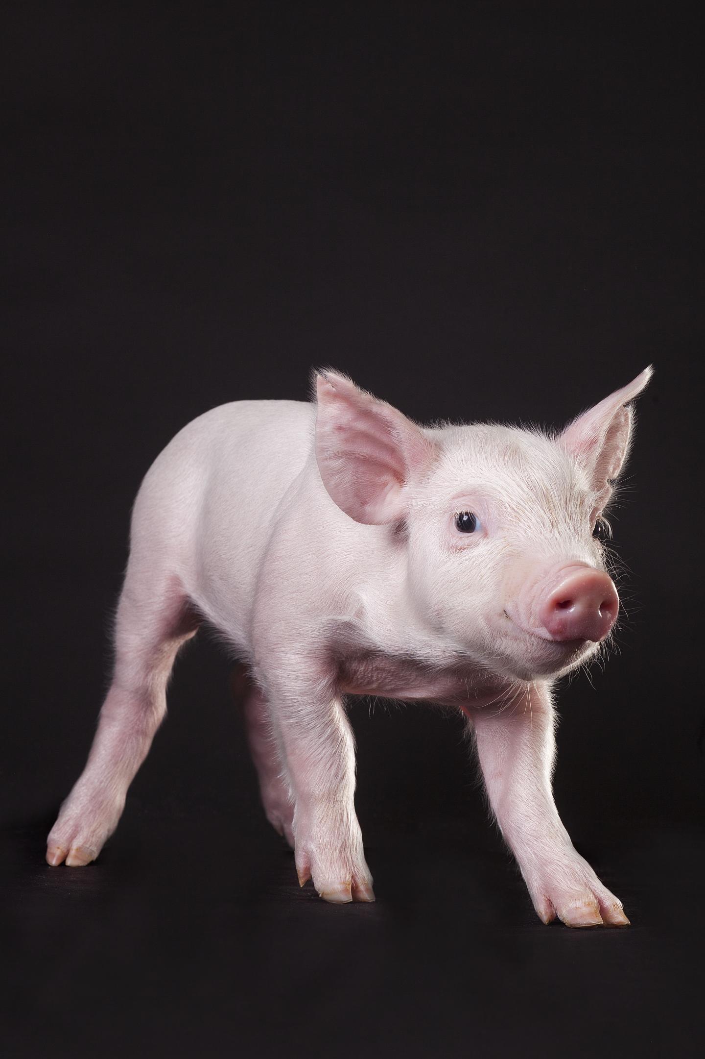 Piglet [IMAGE] | EurekAlert! Science News Releases