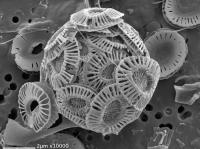 Coccolithophore growth and calcification -- a | EurekAlert!