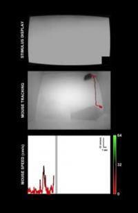 Researchers discover what makes mice freeze o | EurekAlert!