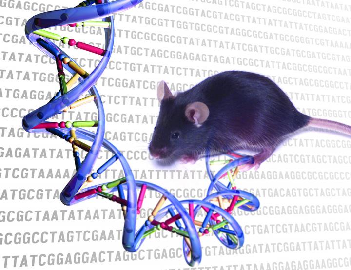 Decoding the Mouse Genome [IMAGE] | EurekAlert! Science News Releases