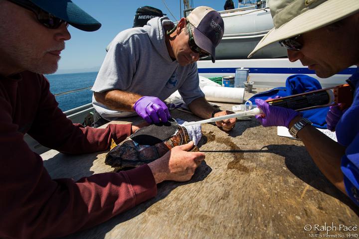 Attaching the Satellite Tag [IMAGE] | EurekAlert! Science News Releases