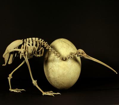 New Twist in Evolution of Flightless Birds (1 | EurekAlert!
