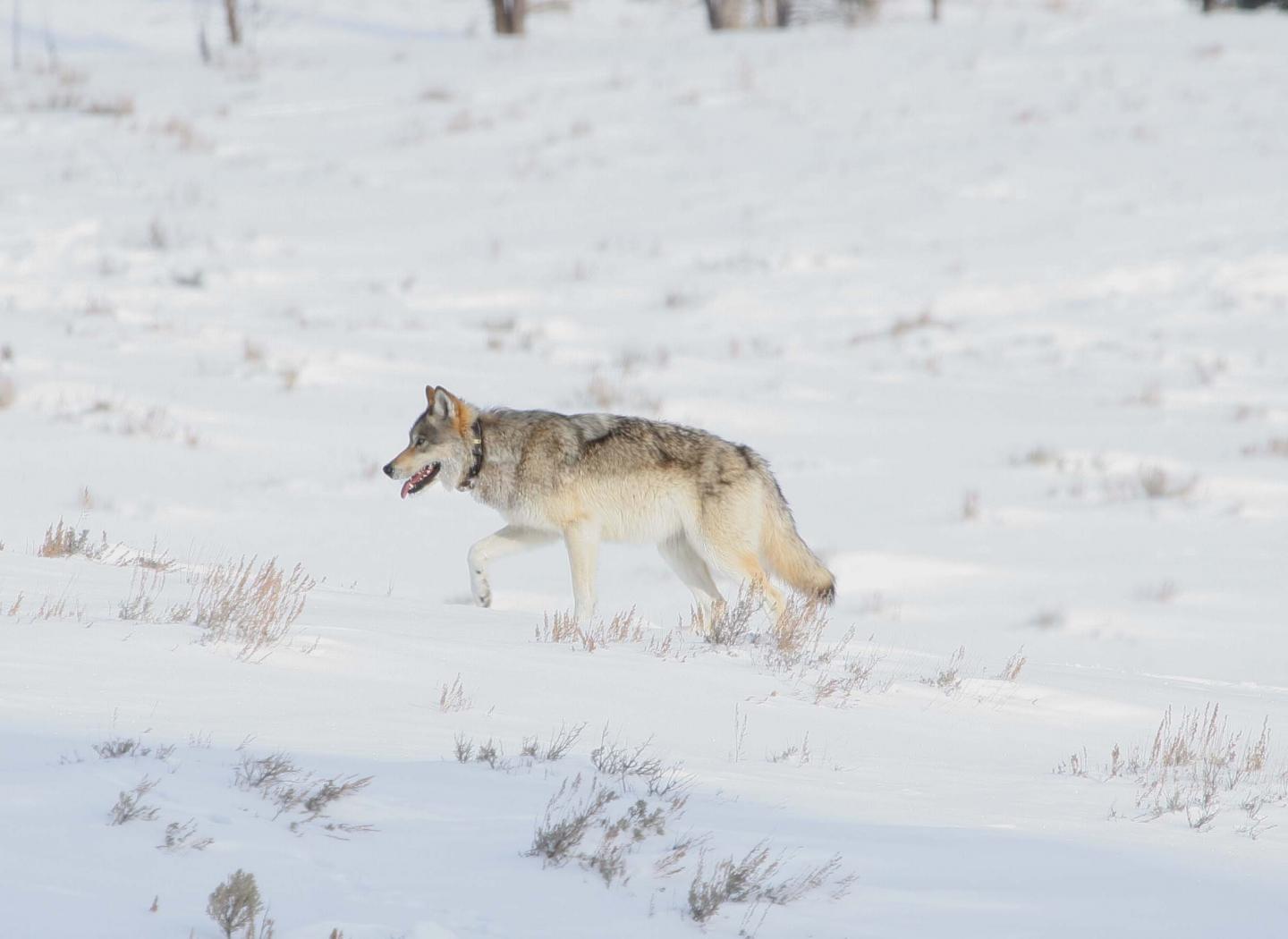Wolf in Snow [IMAGE] | EurekAlert! Science News Releases