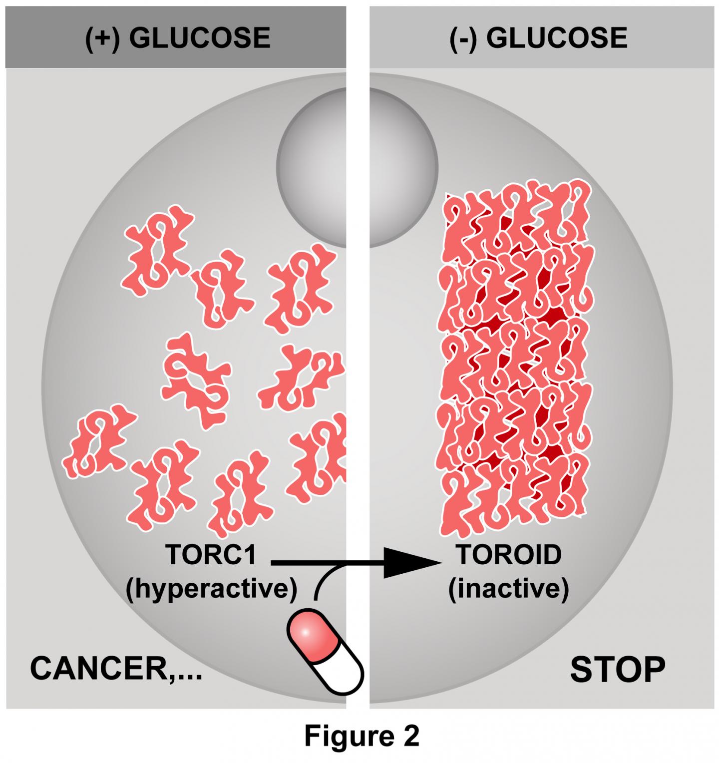 Toroid [IMAGE] | EurekAlert! Science News Releases