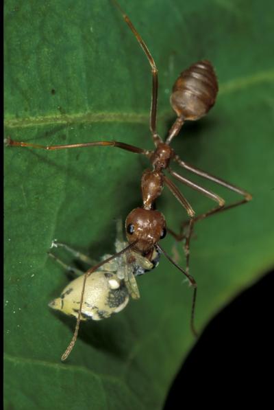 Weaver Ant and the Jumping Spi [IMAGE] | EurekAlert! Science News Releases