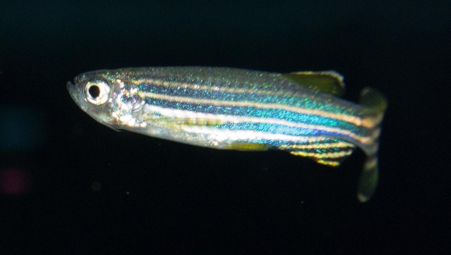 Zebrafish [IMAGE] | EurekAlert! Science News Releases