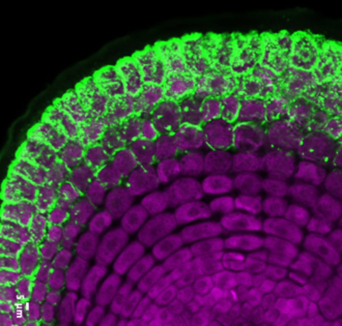 Bioenergy – Friendly fungi [IMAGE] | EurekAlert! Science News Releases