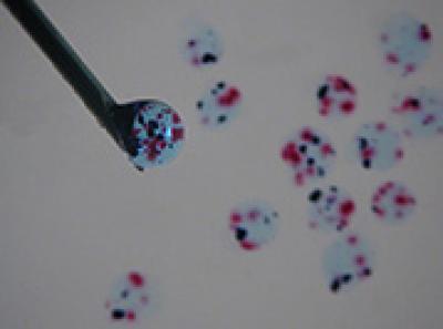 From the dust -- mixing stem cells with clay | EurekAlert!