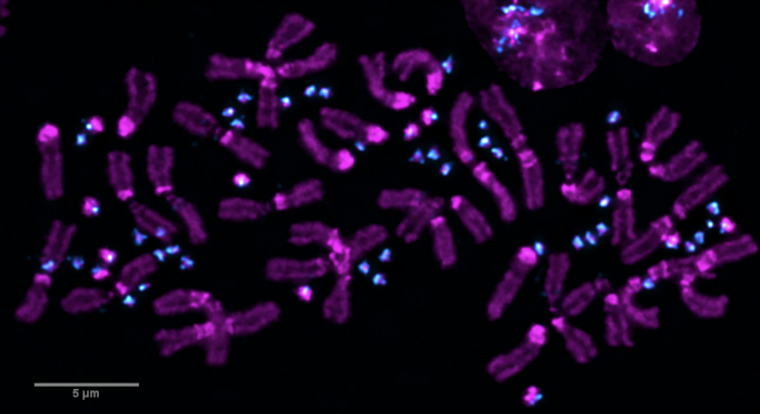 Paired chromosomes during meio [IMAGE] | EurekAlert! Science News Releases
