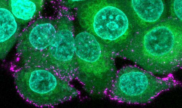 Image of human epithelial cell [IMAGE] | EurekAlert! Science News Releases