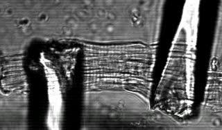 Stretch and Spark of a Beating Heart Cell (6 | EurekAlert!