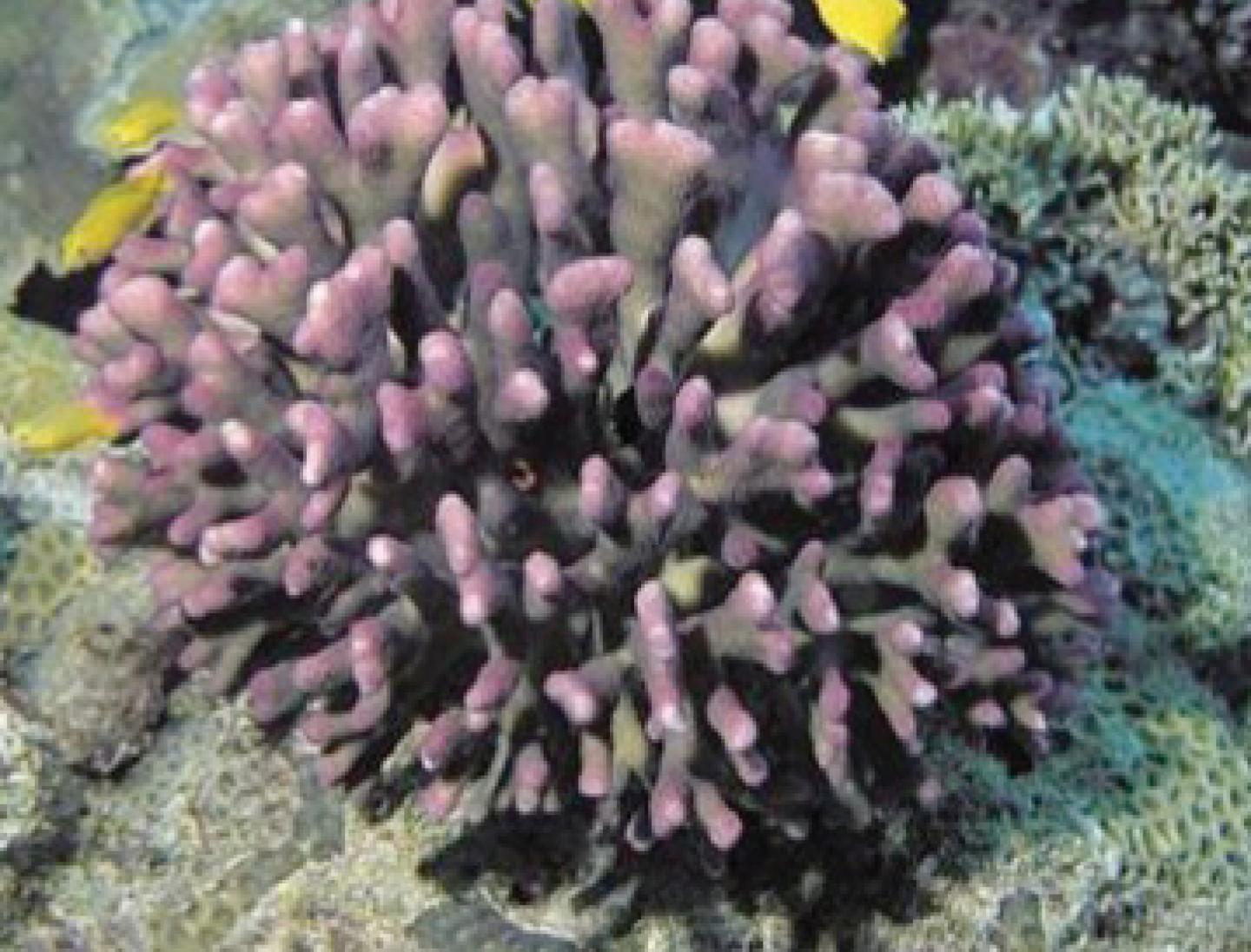 Coral and Algal Symbiosis [IMAGE] | EurekAlert! Science News Releases
