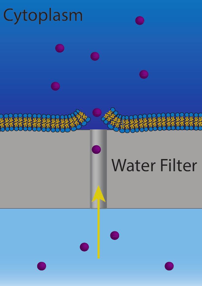 Pores Form Only At Filter's Na [IMAGE] | EurekAlert! Science News Releases