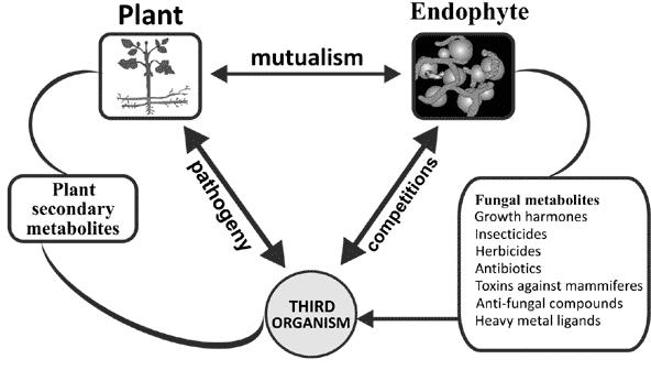 A Novel Anticandidal Compound [IMAGE] | EurekAlert! Science News Releases