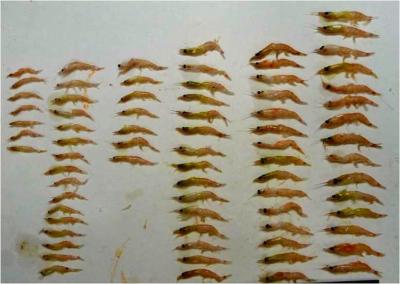 Krill Diet Distribution [IMAGE] | EurekAlert! Science News Releases