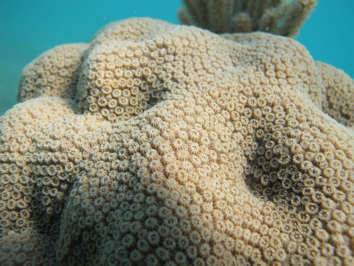 New study finds distinct microbes living next | EurekAlert!