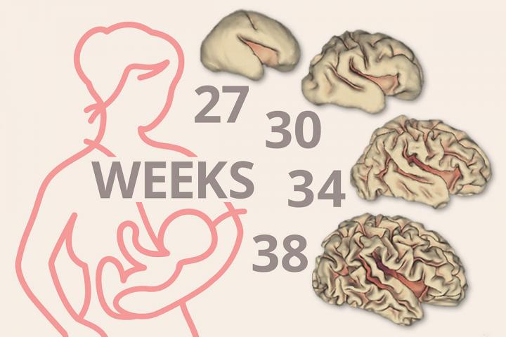Brain Development Graphic [IMAGE] | EurekAlert! Science News Releases