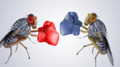 Fruit Flies Duke It Out [IMAGE] | EurekAlert! Science News Releases