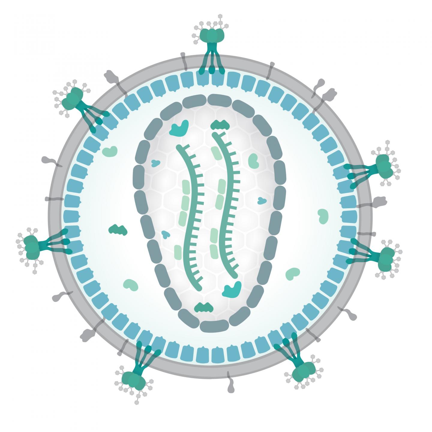 Retrovirus [IMAGE] | EurekAlert! Science News Releases