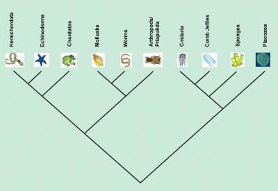 New Cladogram of Metazoans [IMAGE] | EurekAlert! Science News Releases