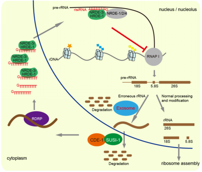 Researchers reveal molecular mechanism of nuc | EurekAlert!