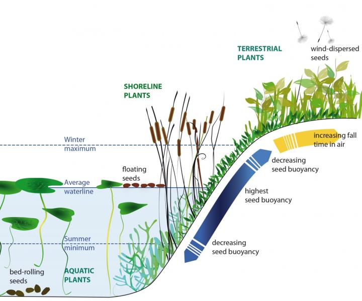 Diagram of Directed Dispersal [IMAGE] | EurekAlert! Science News Releases