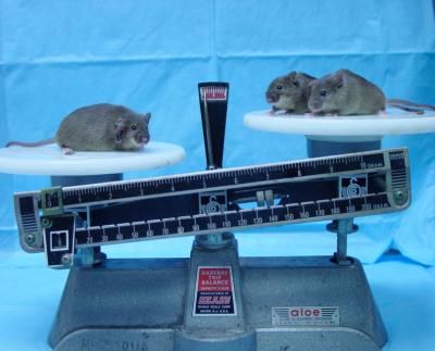 Accessory to Obesity (1 of 1) [IMAGE] | EurekAlert! Science News Releases