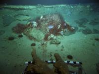 Protective Measures May Help Devastated Deep- | EurekAlert!