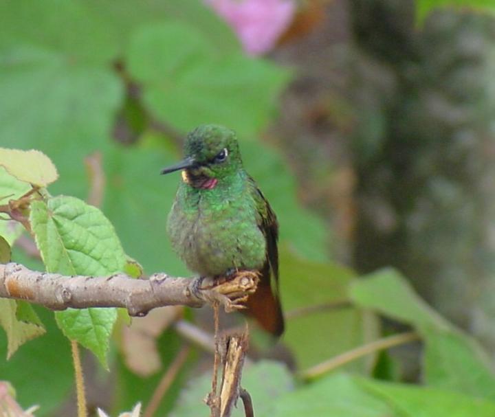 Male Brazilian Ruby [IMAGE] | EurekAlert! Science News Releases
