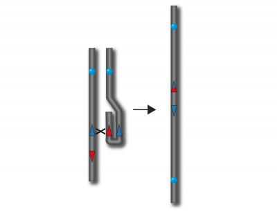 'Achilles' heel' in Y chromosome linked to se | EurekAlert!