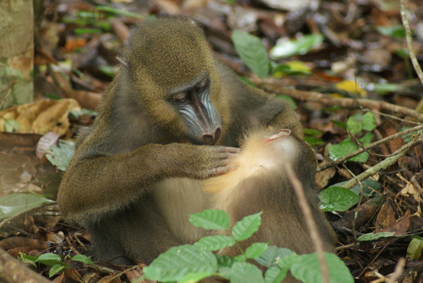 Mandrills Use Fecal Odor to Avoid Grooming Ma | EurekAlert!