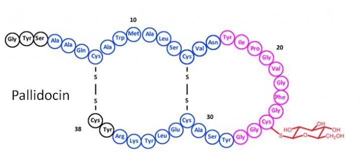 Novel potent antimicrobial from thermophilic | EurekAlert!