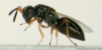 Nasonia Female [IMAGE] | EurekAlert! Science News Releases
