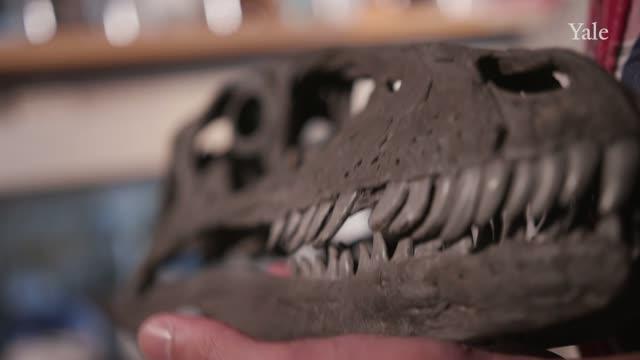 Paleontologists put the bite on an ancient re | EurekAlert!